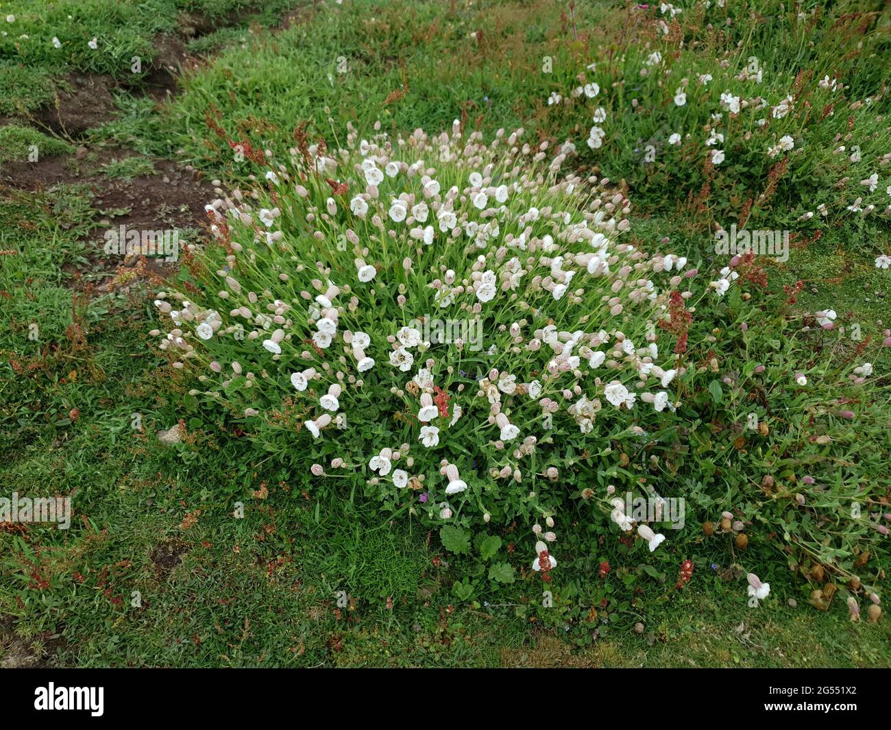 Campion sea silene uniflora hi-res stock photography and images - Alamy