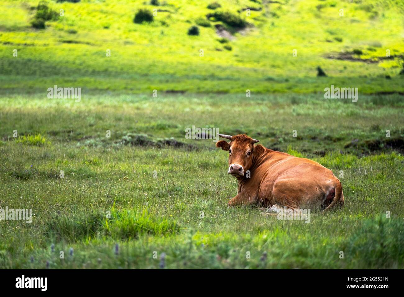 Greek rural landscape with free range cattle grazing in a pasture. Cows ...