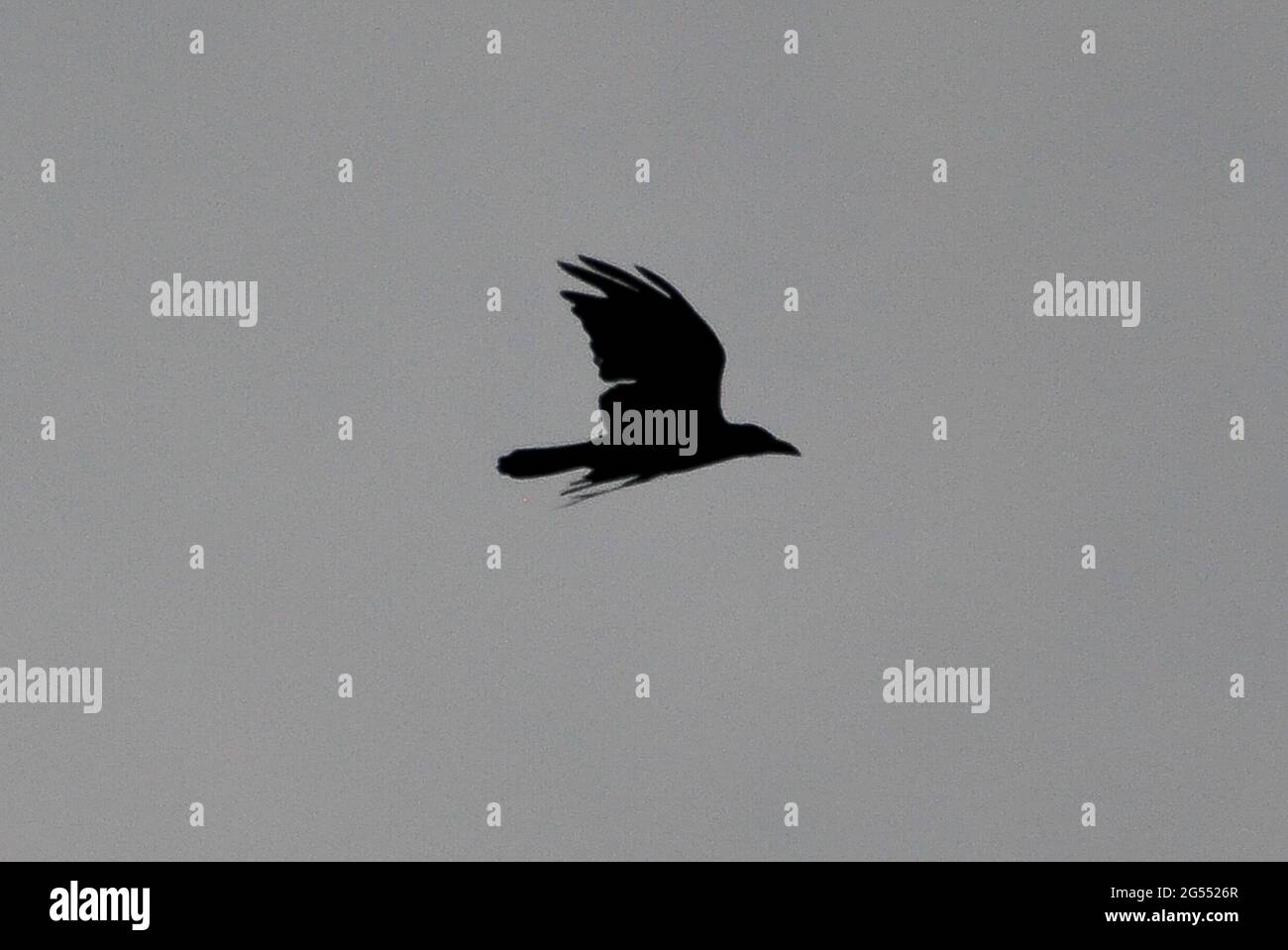 Old crow family hi-res stock photography and images - Alamy