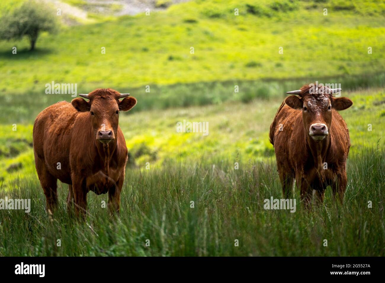 Greek rural landscape with free range cattle grazing in a pasture. Cows ...