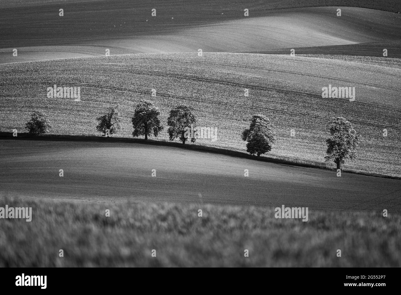 Grass field trees in Black and White Stock Photos & Images - Alamy