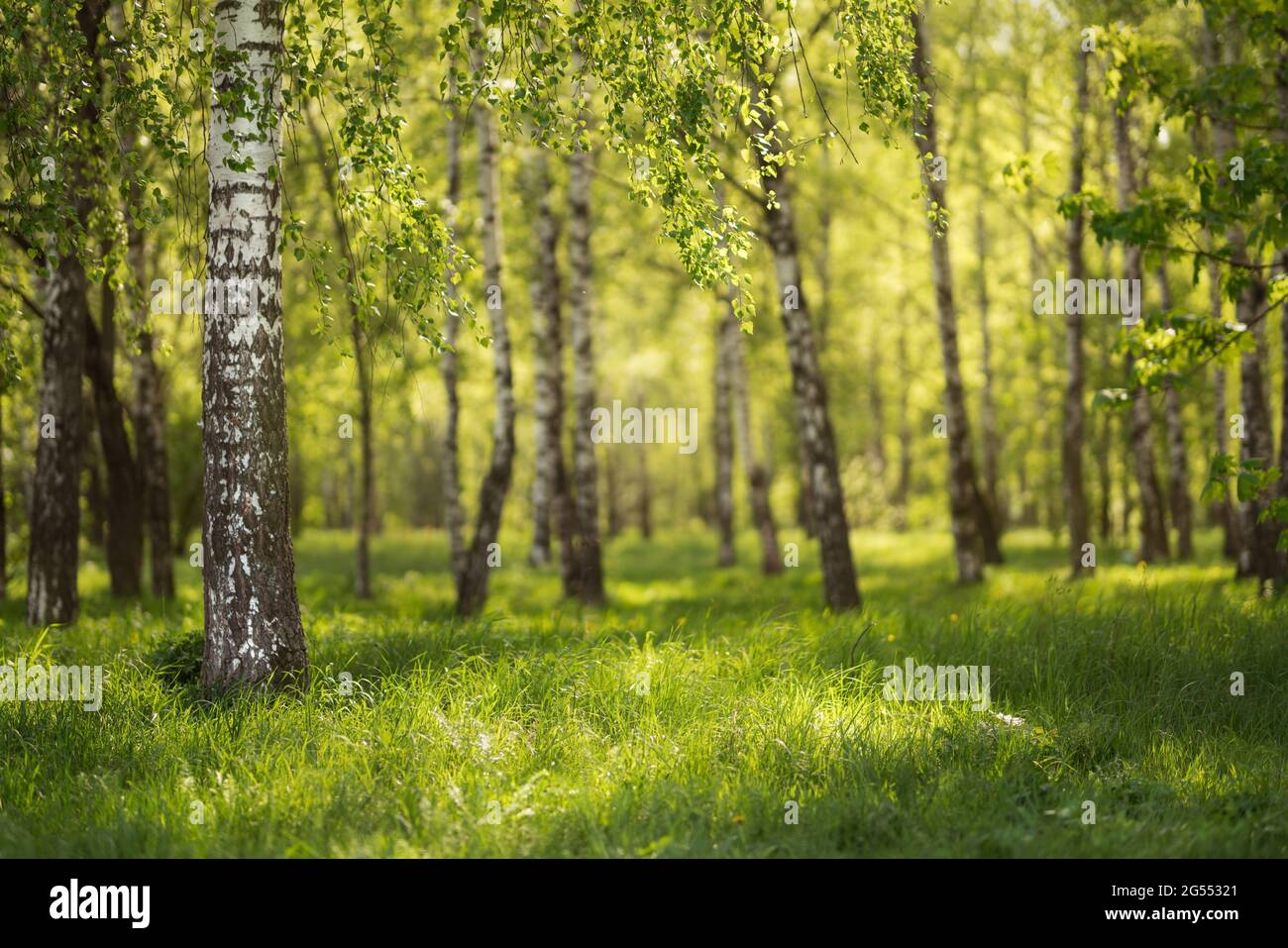 Beautiful landscape green park hi-res stock photography and images - Alamy
