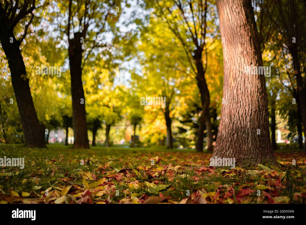 the bottom view from the ground to the top under the trees during ...