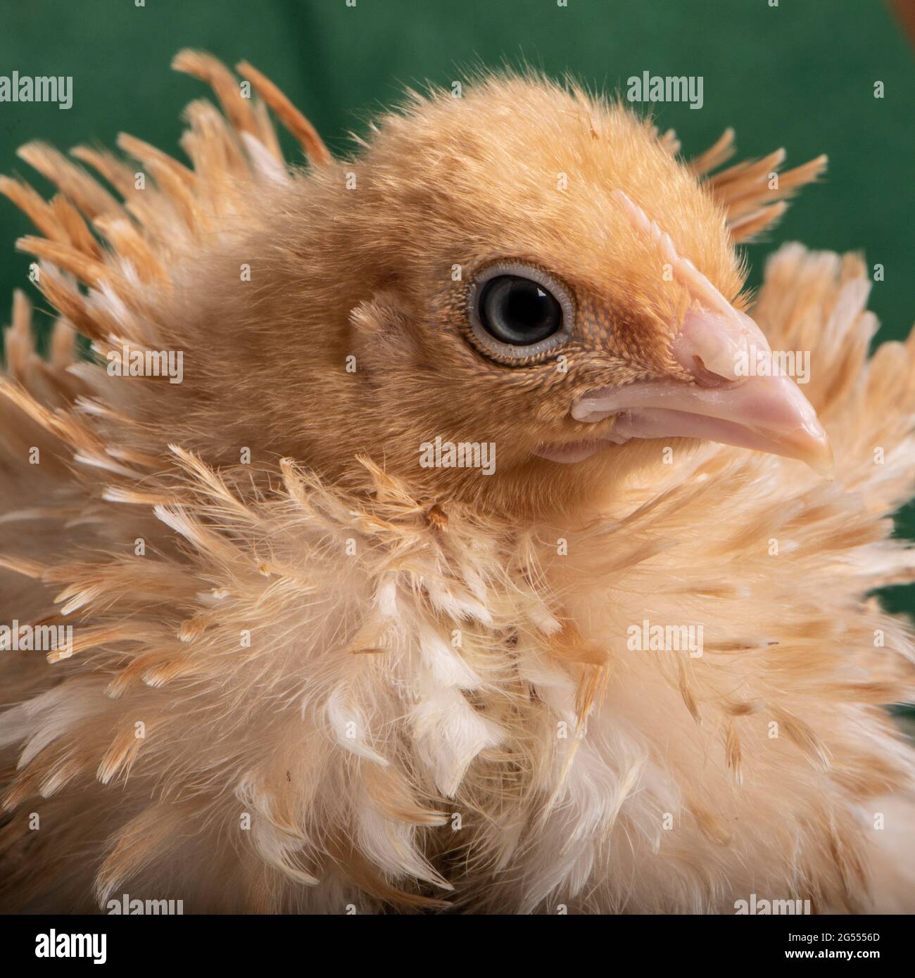 Chick feathers hi-res stock photography and images - Alamy