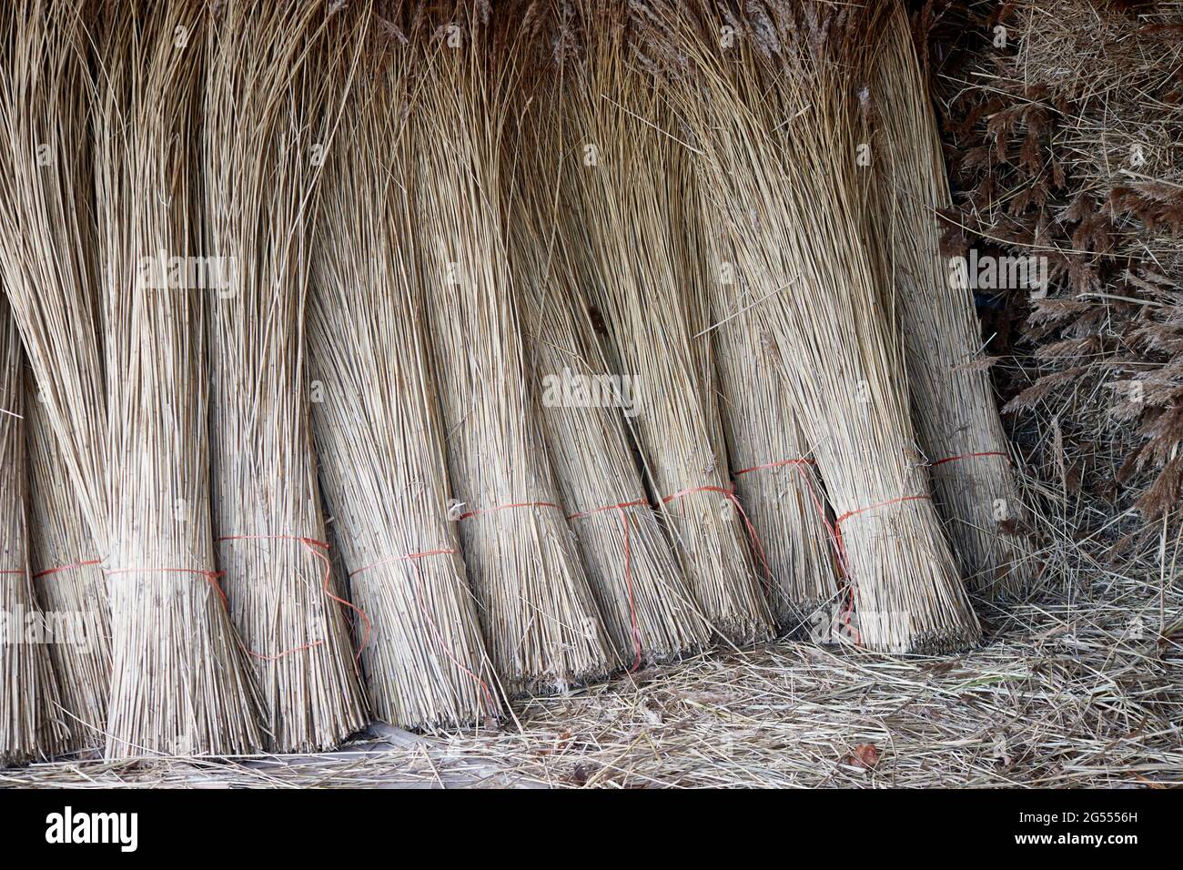 NORFOLK REEDS STACKED FOR THATCHING Stock Photo - Alamy