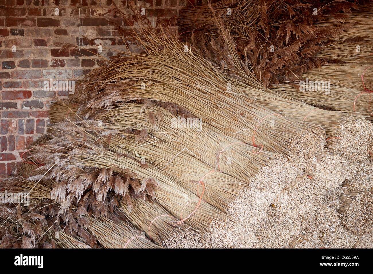 NORFOLK REEDS STACKED FOR THATCHING Stock Photo - Alamy