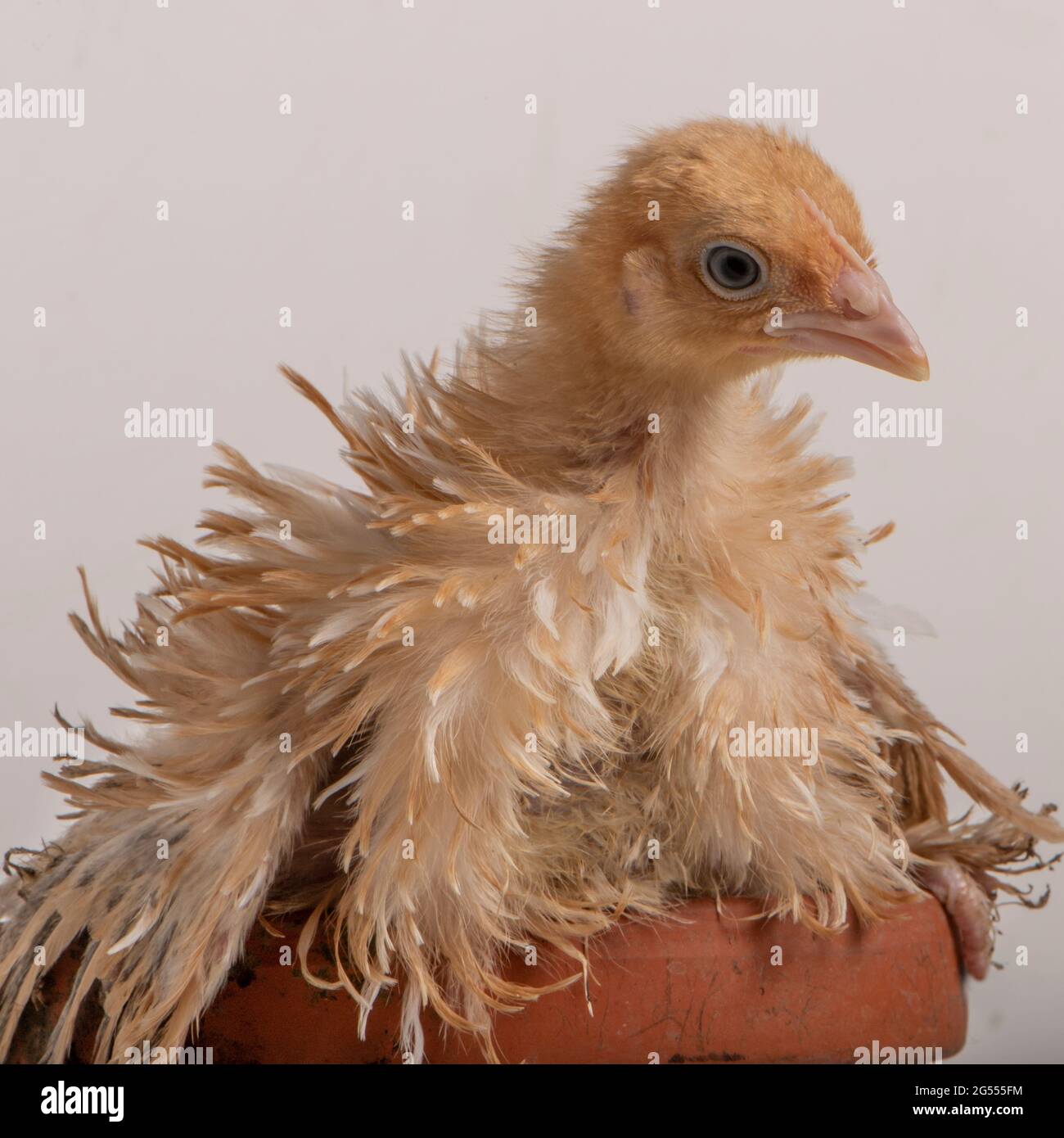 Frizzle Pekin bantam chick Stock Photo - Alamy