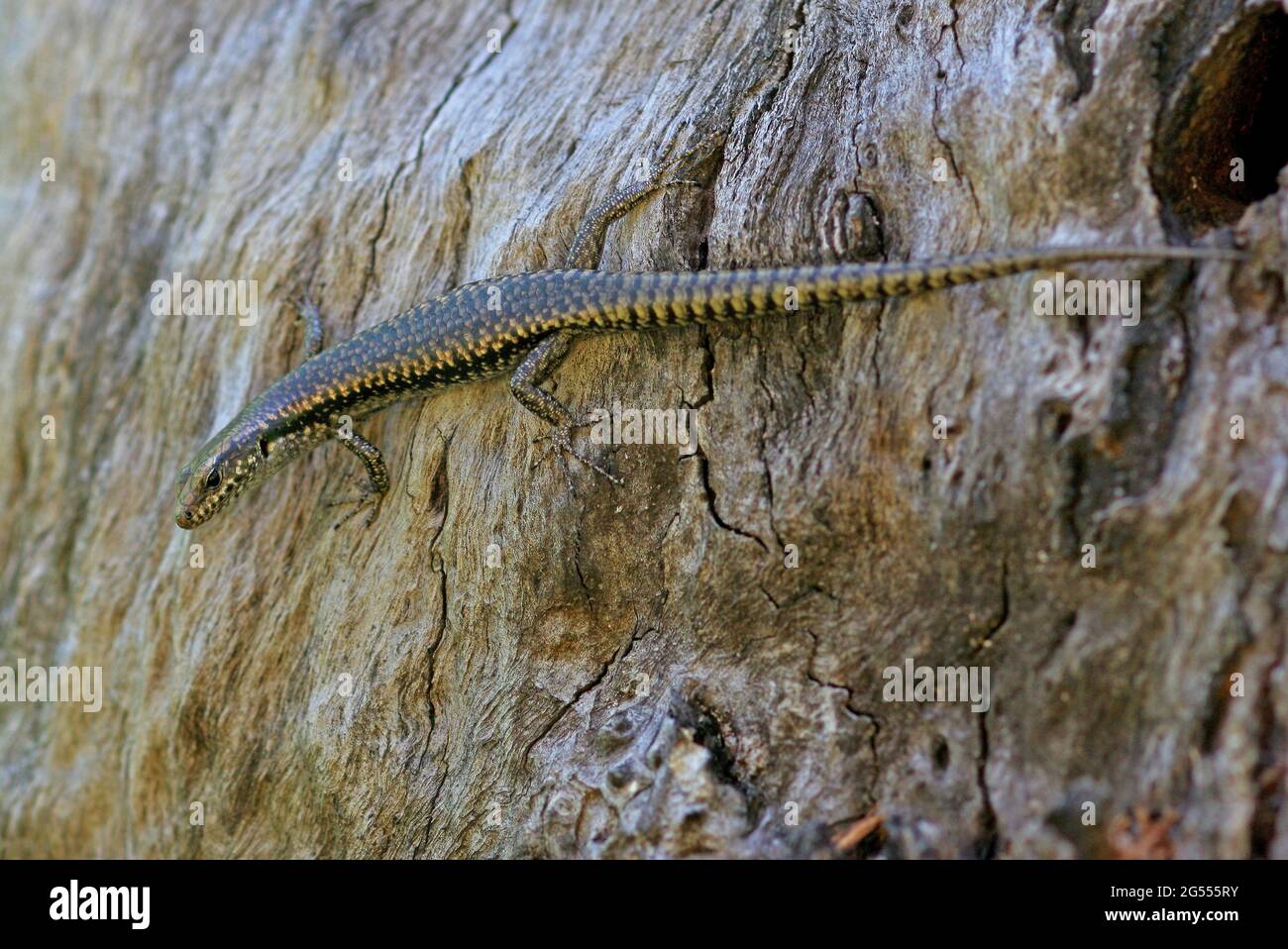 Bar-sided Skink (Eulamprus tenuis) on dead tree trunk Tamborine ...