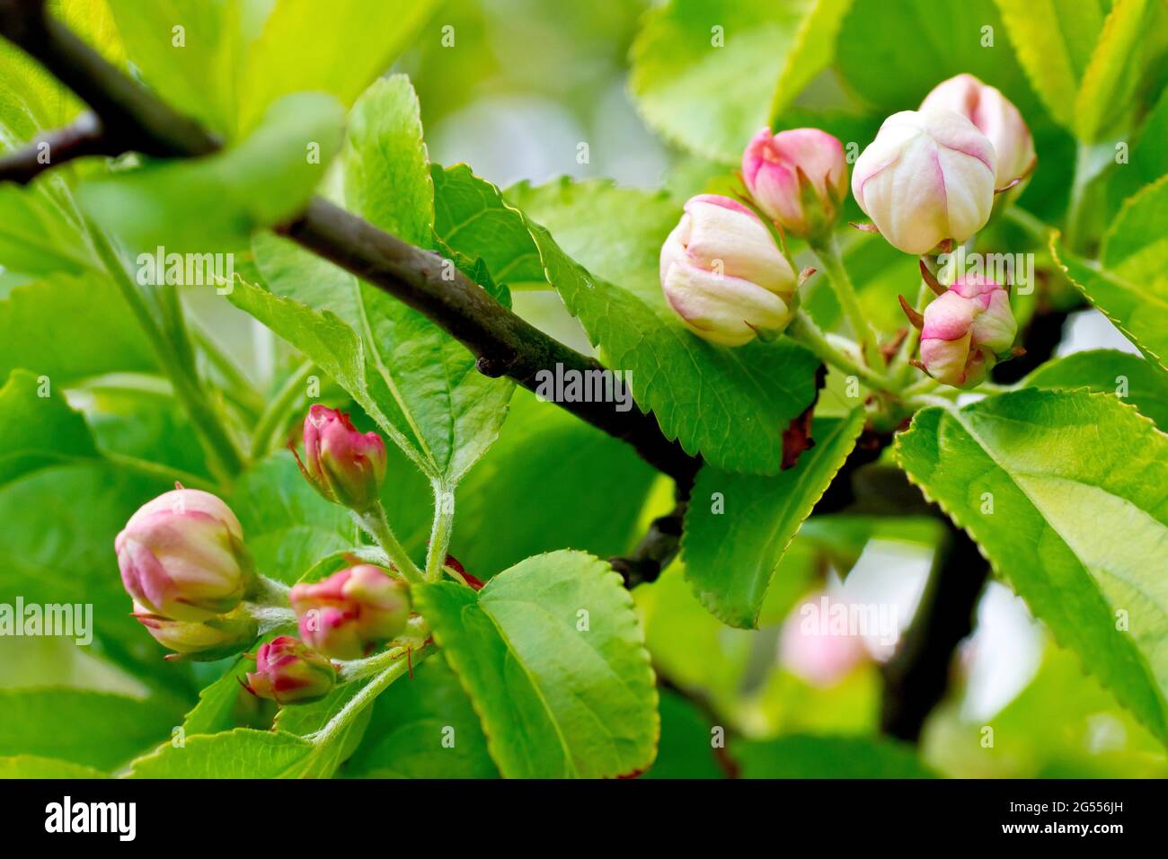 Crab Apple (malus sylvestris), close up of several flower buds almost ...