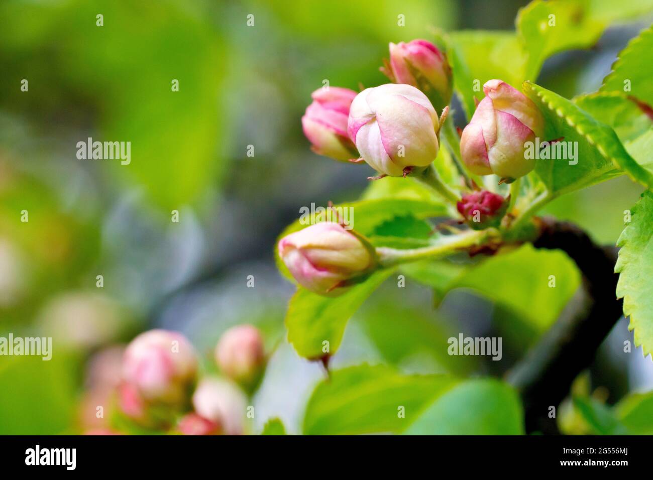 Crab Apple (malus sylvestris), close up of several flower buds almost ...