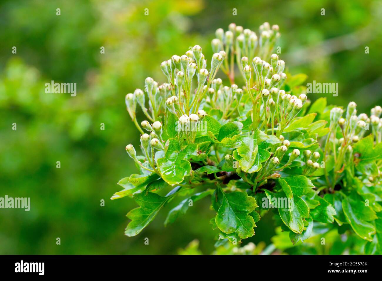 Whitethorn hi-res stock photography and images - Alamy