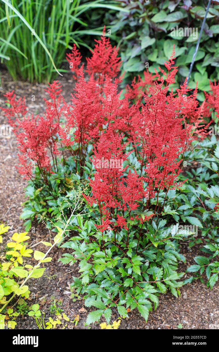 The red flower spikes of an Astilbe 'Red Sentinel' flower, England, UK ...