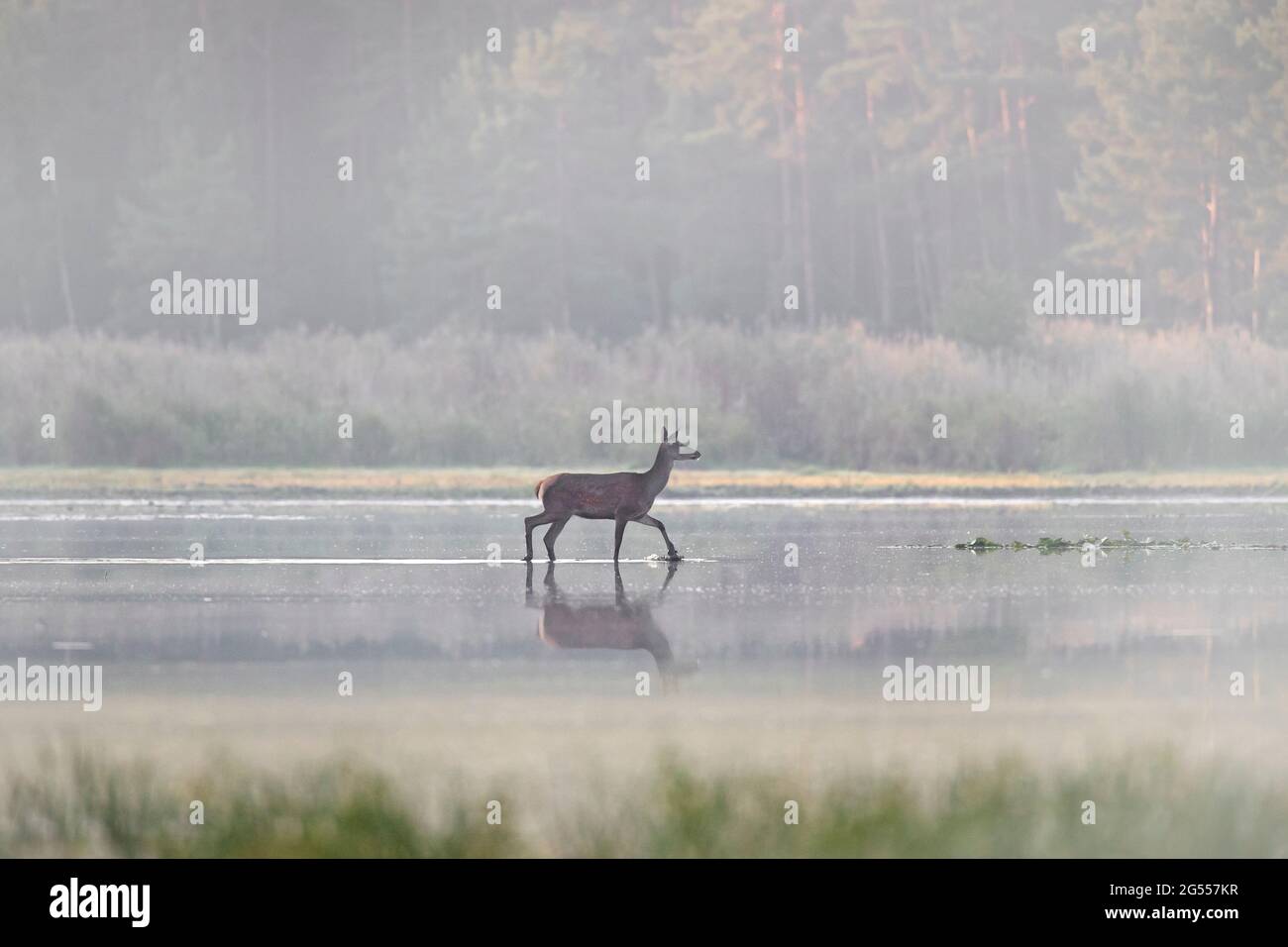 Red deer (Cervus elaphus) female / hind crossing shallow water of pond ...