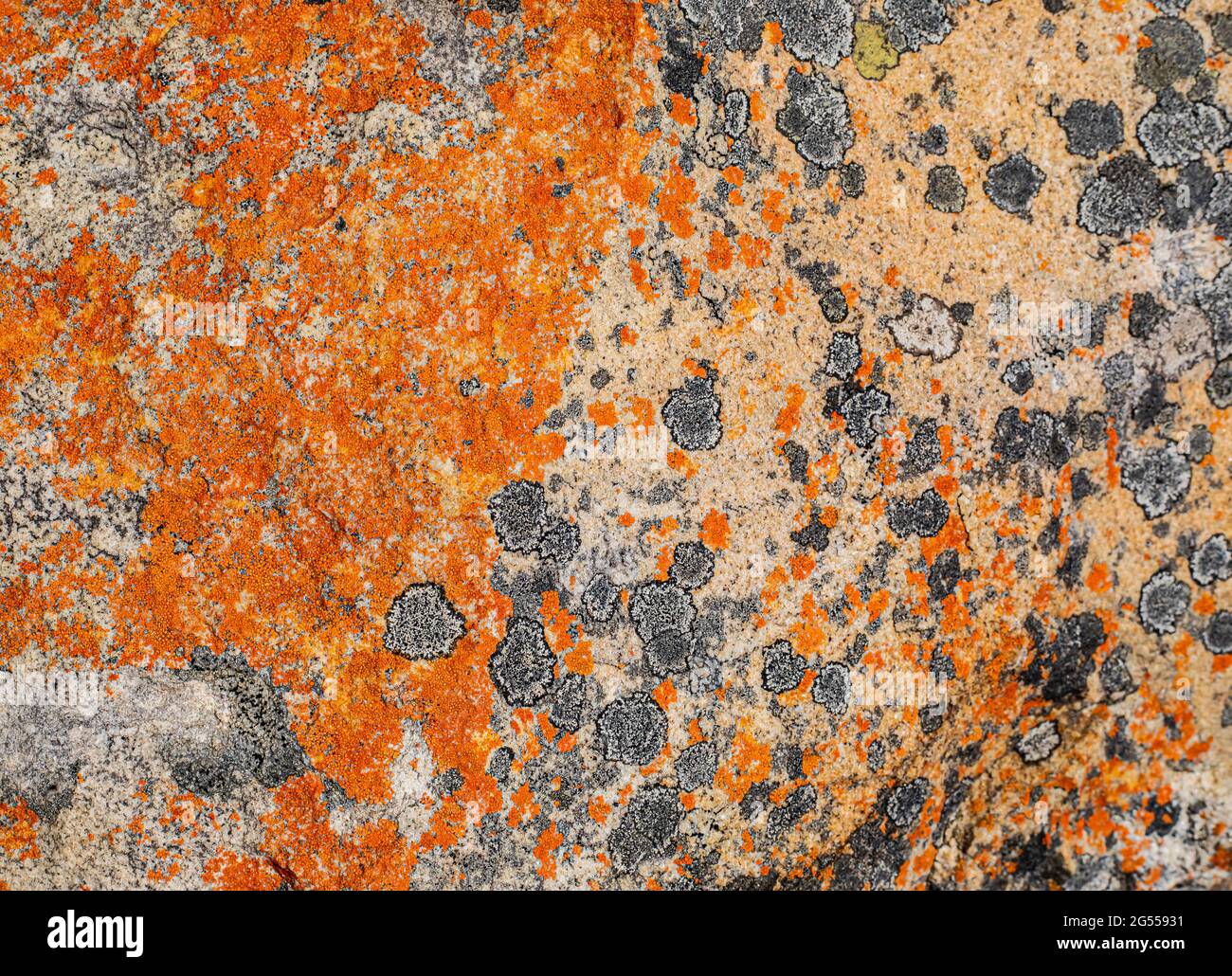 Macro close up texture of orange and black lichen moss growing on ...