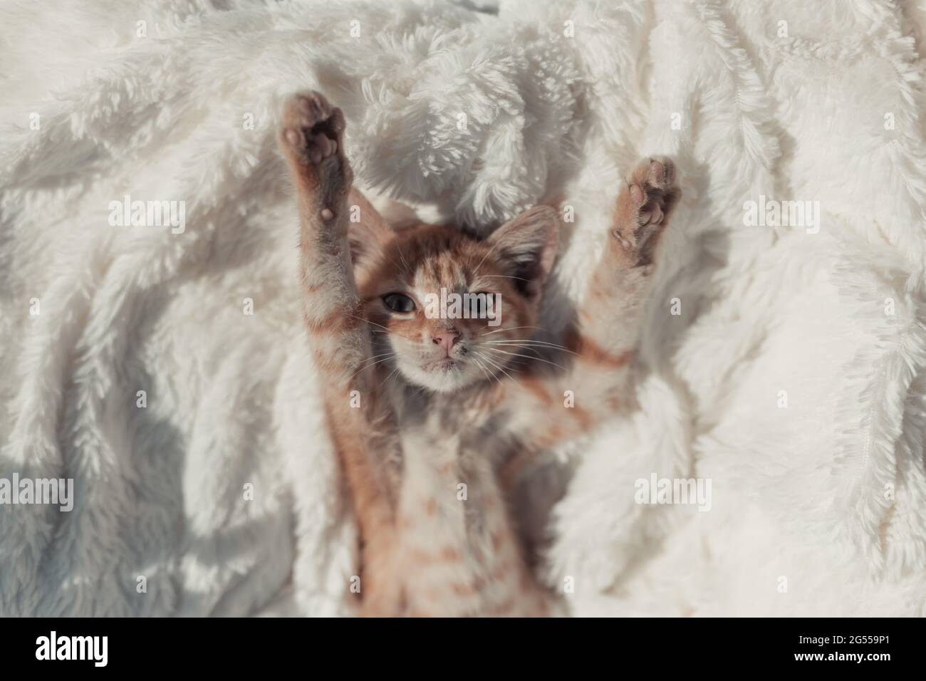 Sleeping fluffy ginger cat. Sleepy tomcat on white soft bedspread. Cozy ...