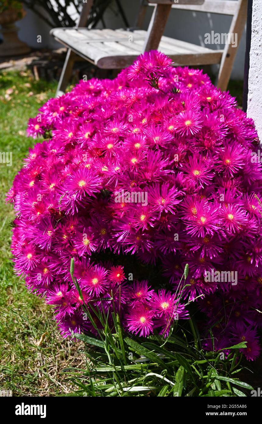 Vibrant pink ice plant flowers Delosperma cooperi in sunny garden UK ...