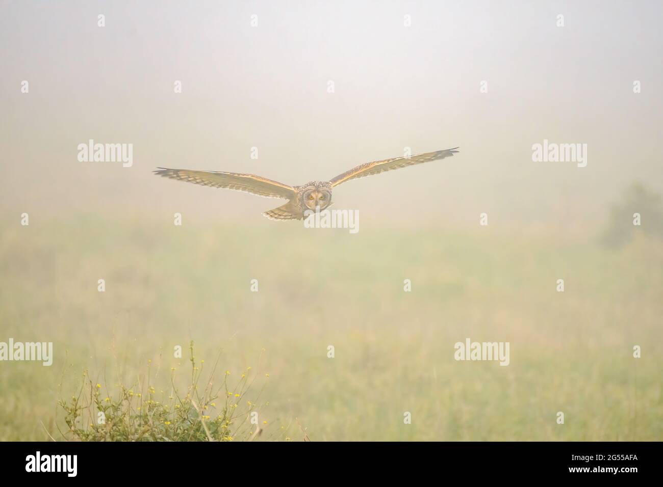 Short eared owl winter flight hi-res stock photography and images - Alamy