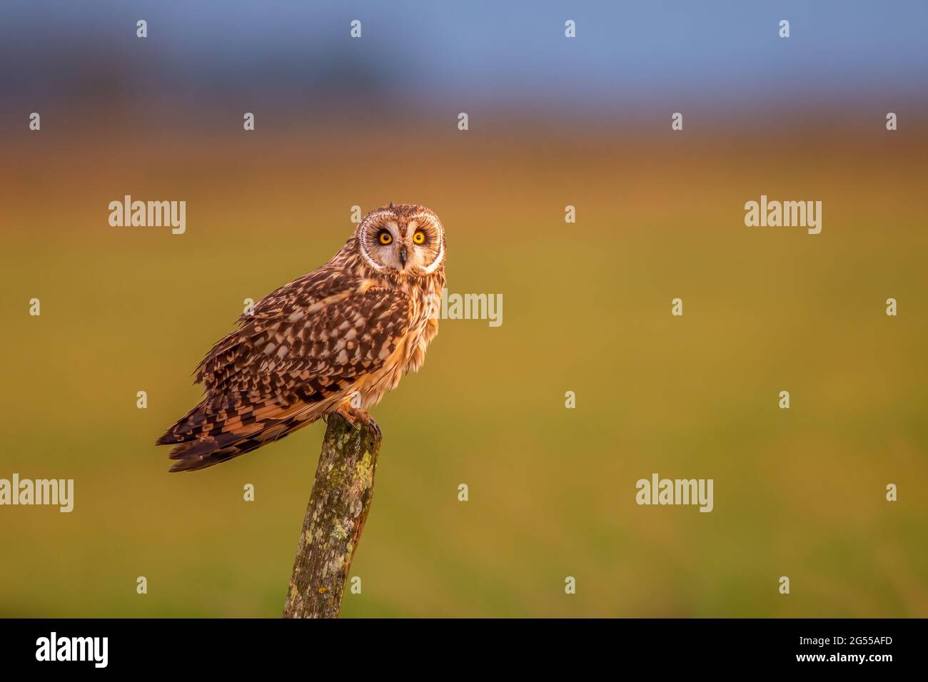 Golden owl hi-res stock photography and images - Alamy