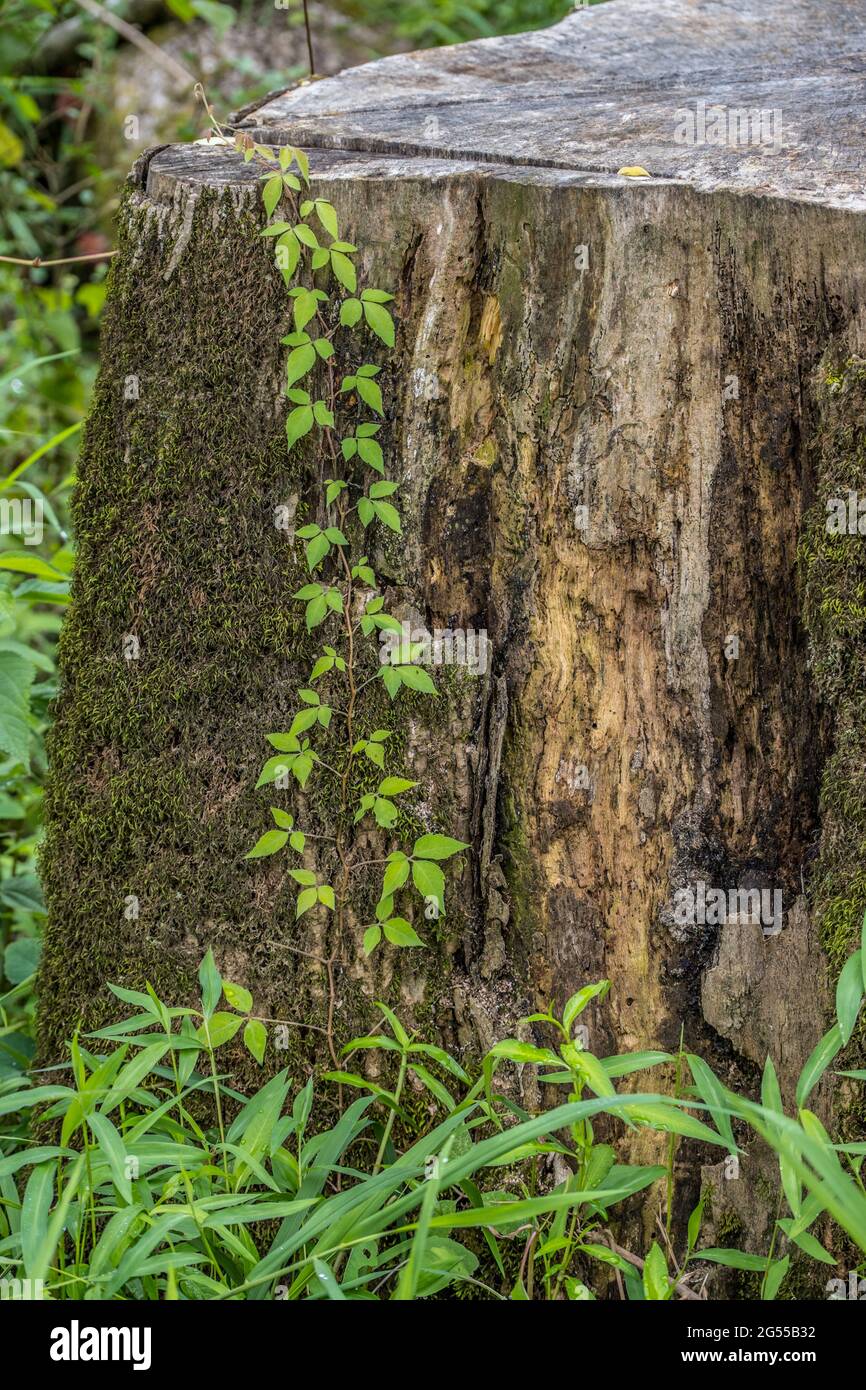 A vine with small leaves of three poison ivy growing up a decaying tree ...