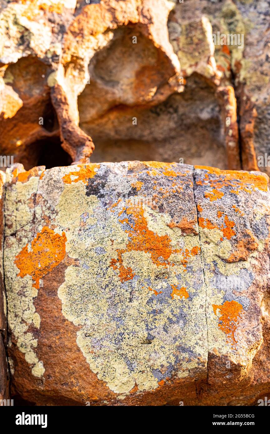 Macro close up texture of orange and black lichen moss growing on ...