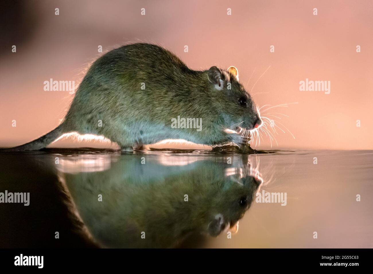 Brown rat (Rattus norvegicus) walking through water at night ...