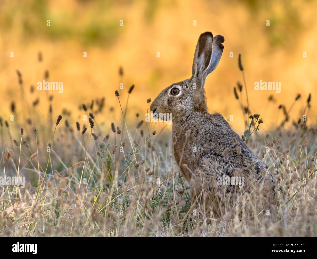 Wild hare hi-res stock photography and images - Alamy