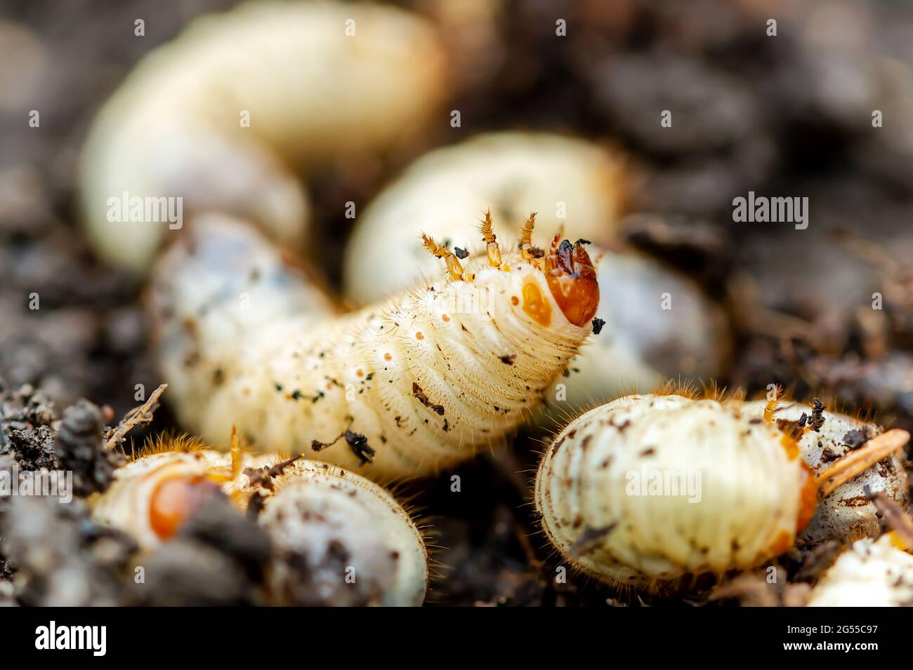 Rose chafer larvae hi-res stock photography and images - Alamy
