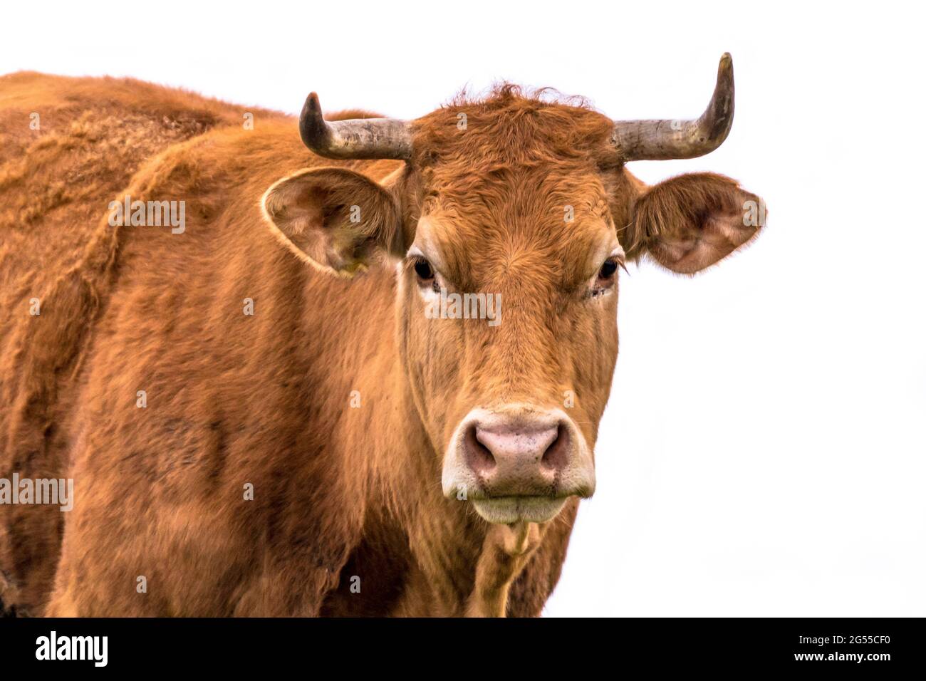 Sweet cow portrait of young cattle with horns on white background Stock ...
