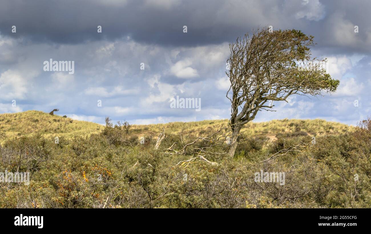 Wind battered tree in dunes of North Holland. Landscape scene in nature ...
