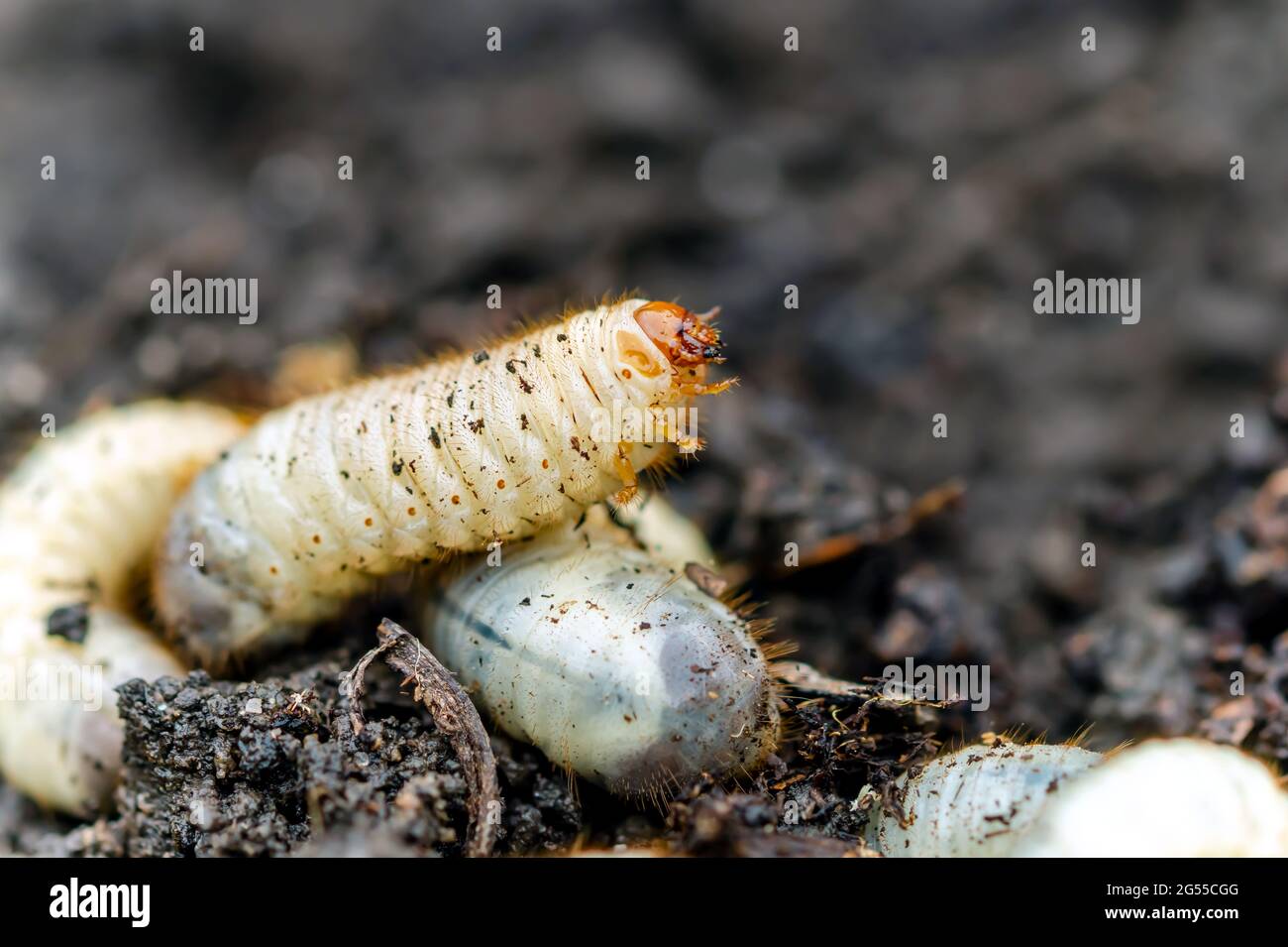 Rose chafer larvae hi-res stock photography and images - Alamy
