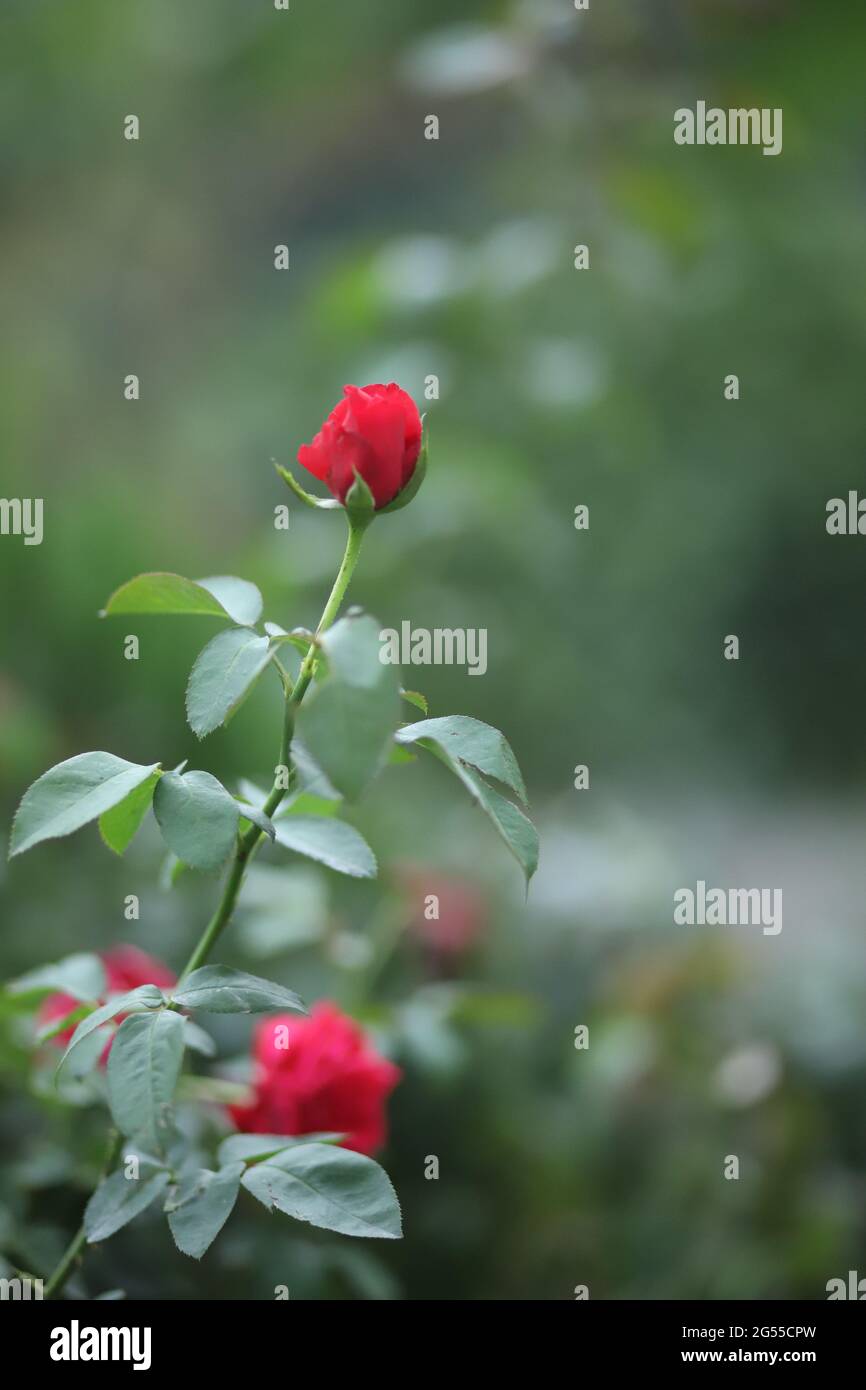 Farmer Rose High Resolution Stock Photography and Images - Alamy