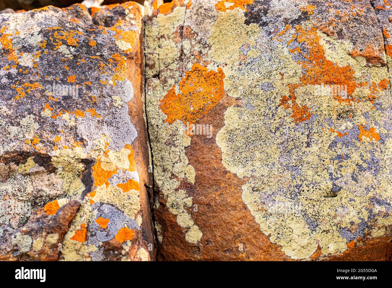 Macro close up texture of orange and black lichen moss growing on ...