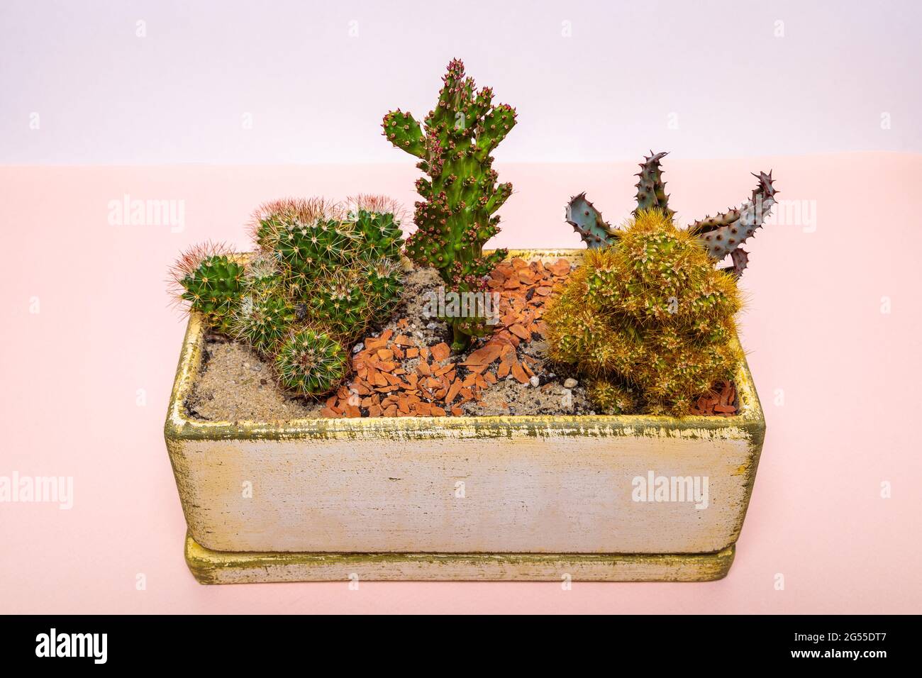 A set of cactus flowers in one pot. Composition from cacti. Close-up ...