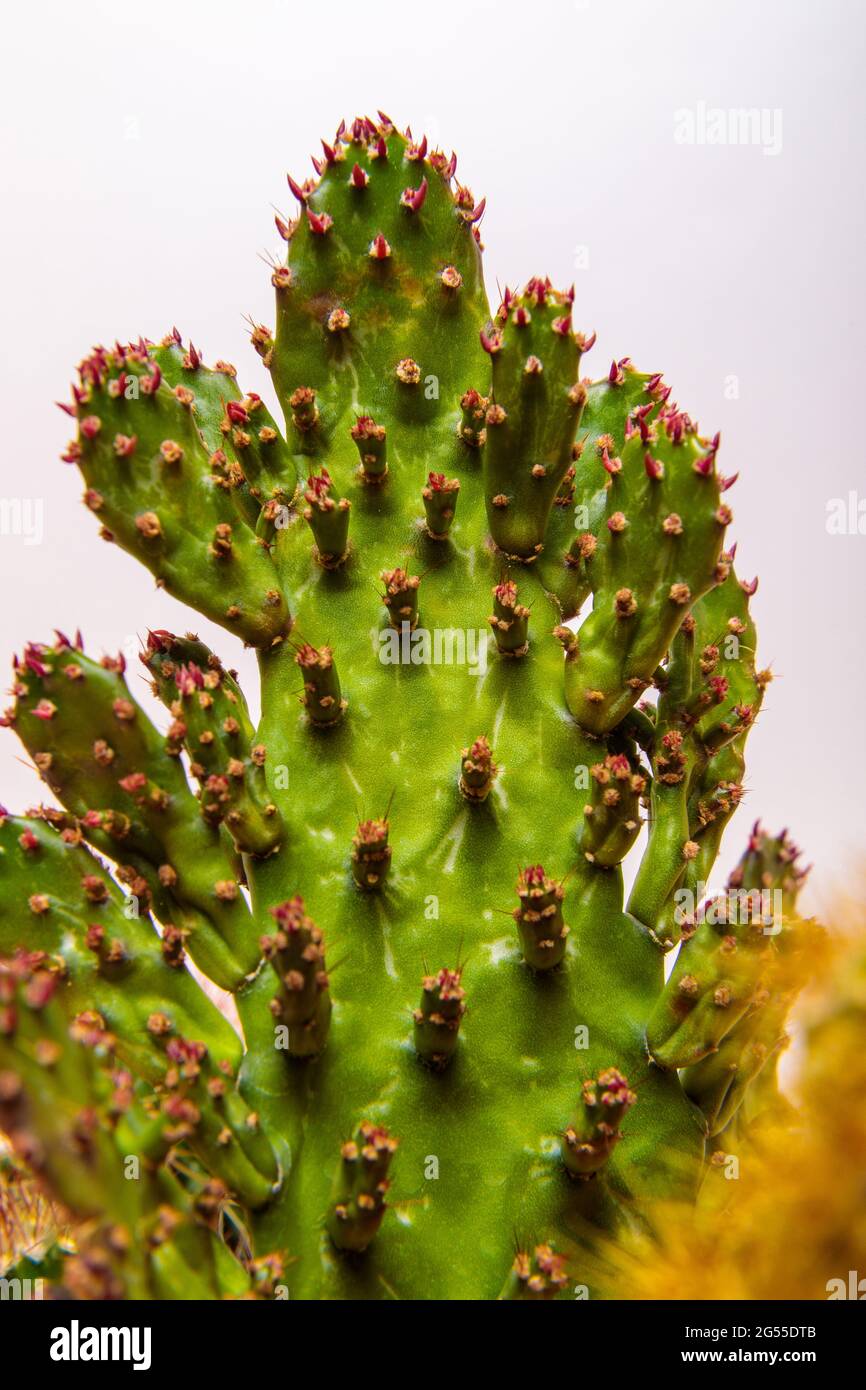 Flat cactus flower with pink needles. Indoor plant. Close-up Stock ...