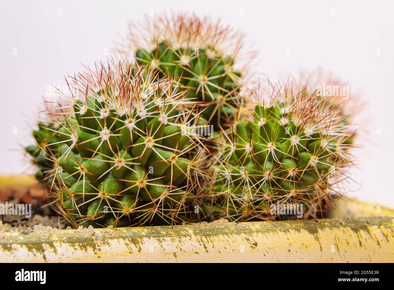 A set of round cactus flowers in one pot. Composition from cacti. Close ...