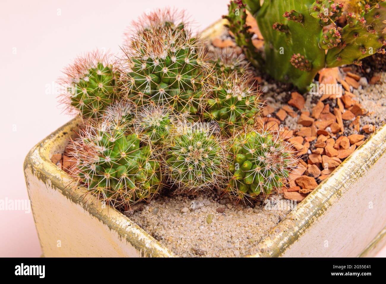 A set of cactus flowers in one pot. Composition from cacti. Close-up ...
