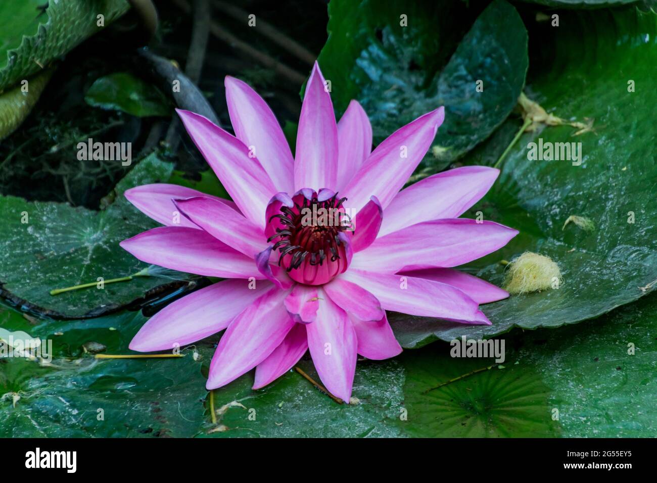 Pink water lilly Stock Photo - Alamy