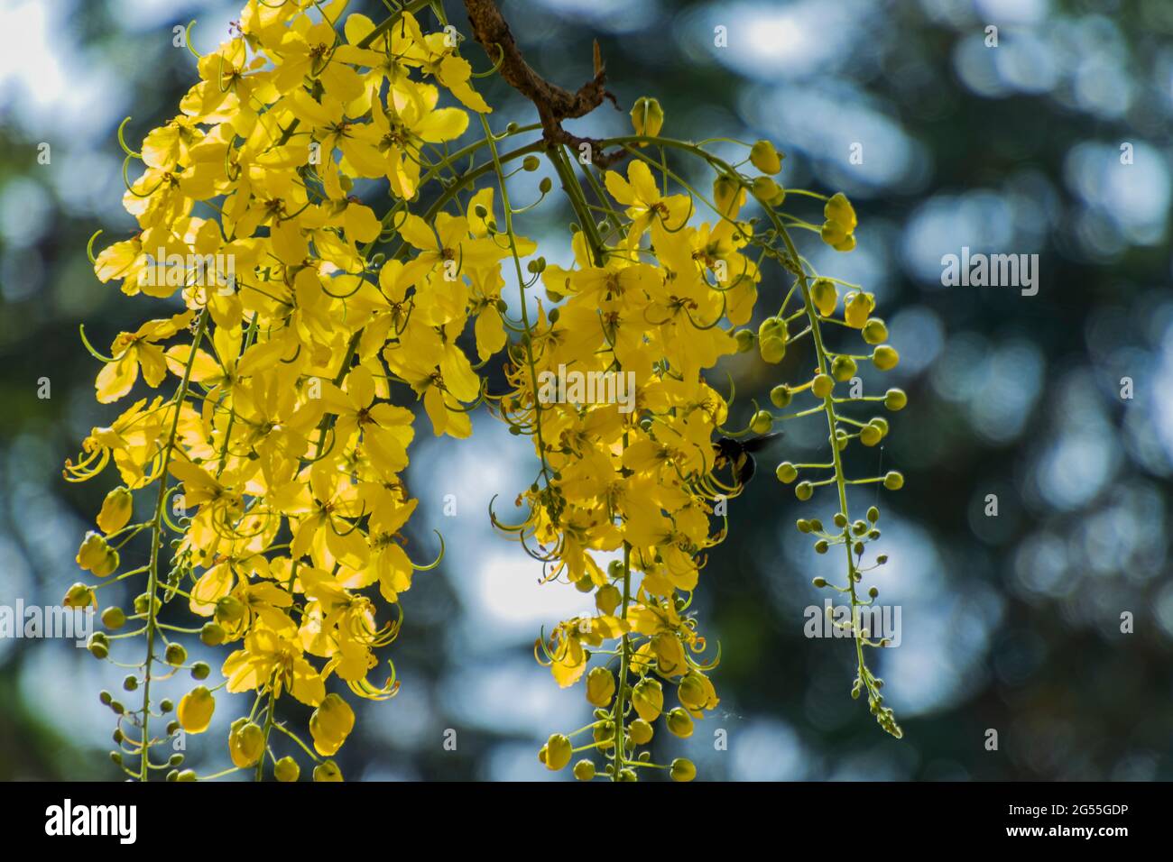 Golden shower flower close hi-res stock photography and images - Alamy