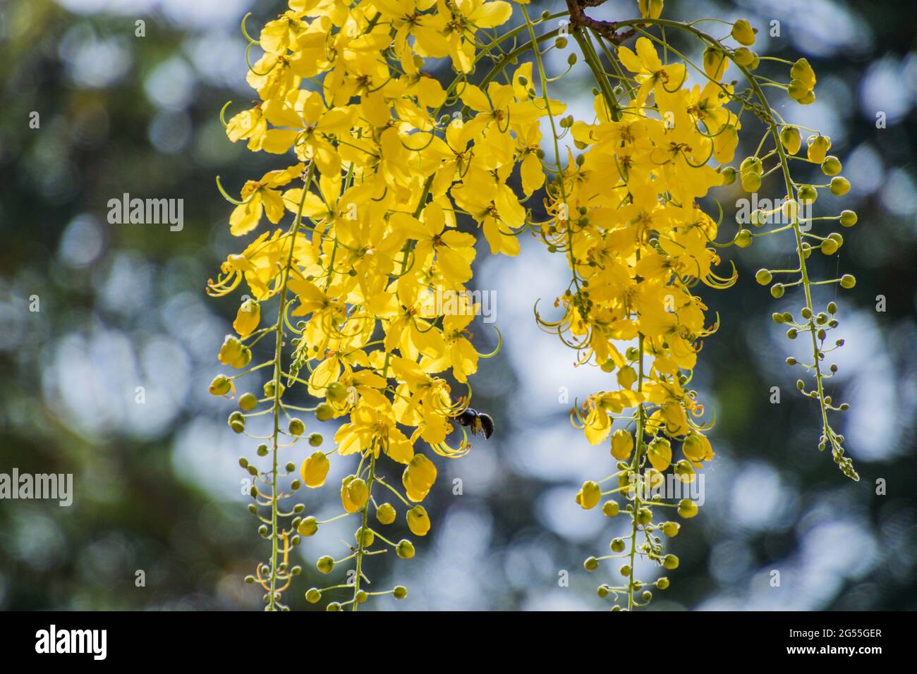 Various views of the golden shower tree Stock Photo - Alamy