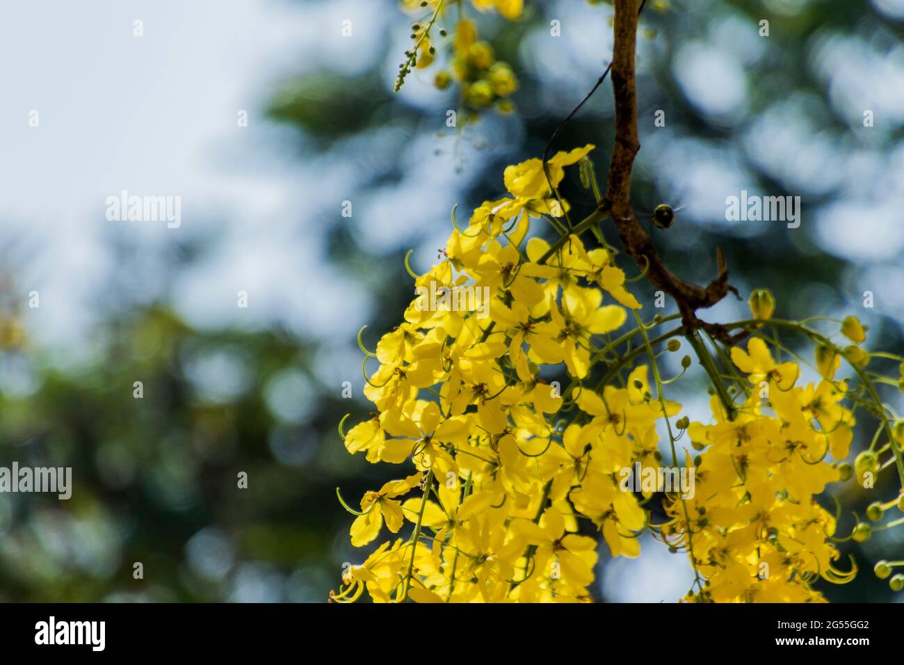 Various views of the golden shower tree Stock Photo - Alamy