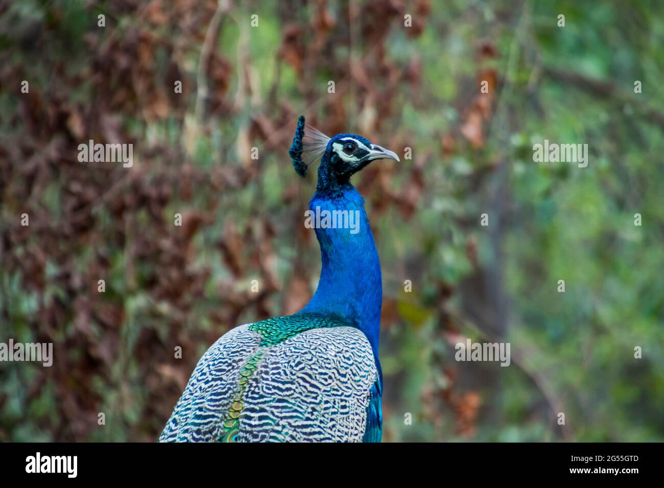 Indian Peacock from the back Stock Photo - Alamy