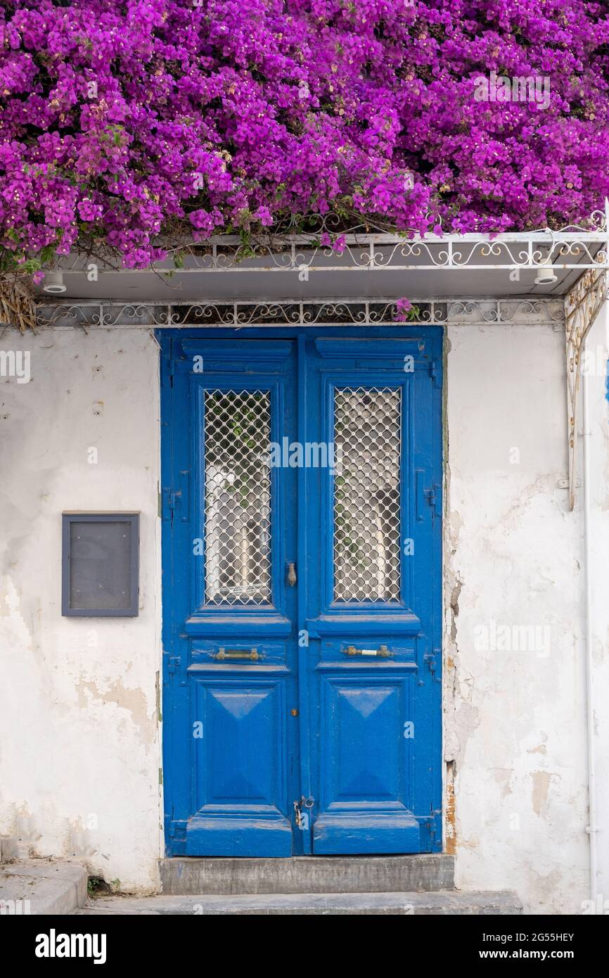 Cyclades, Greece. Syros greek island, Bougainvillea blooming plant ...