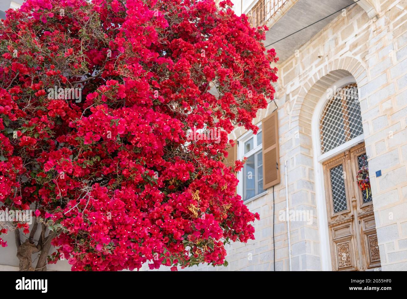 Syros island, Cyclades, Greece. Bougainvillea blooming plant, red color ...
