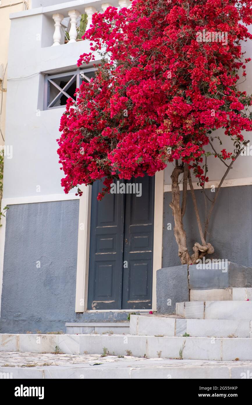 Syros island, Cyclades, Greece. Bougainvillea blooming plant, red color ...