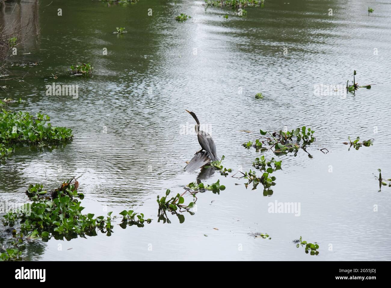 Snake bird resting on log in the middle of a lake in Tom Brown Park In ...