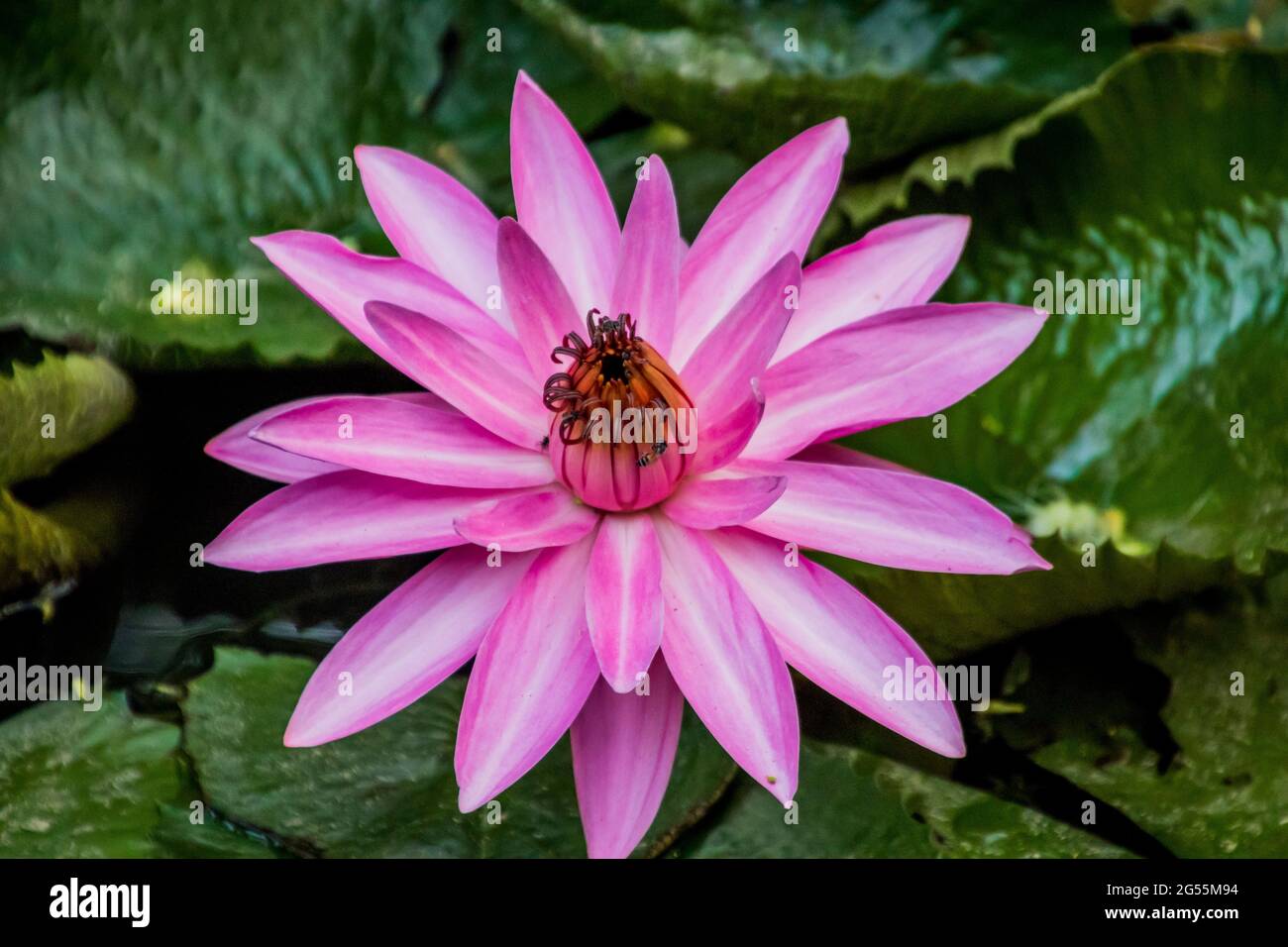 Pink water lilly Stock Photo - Alamy