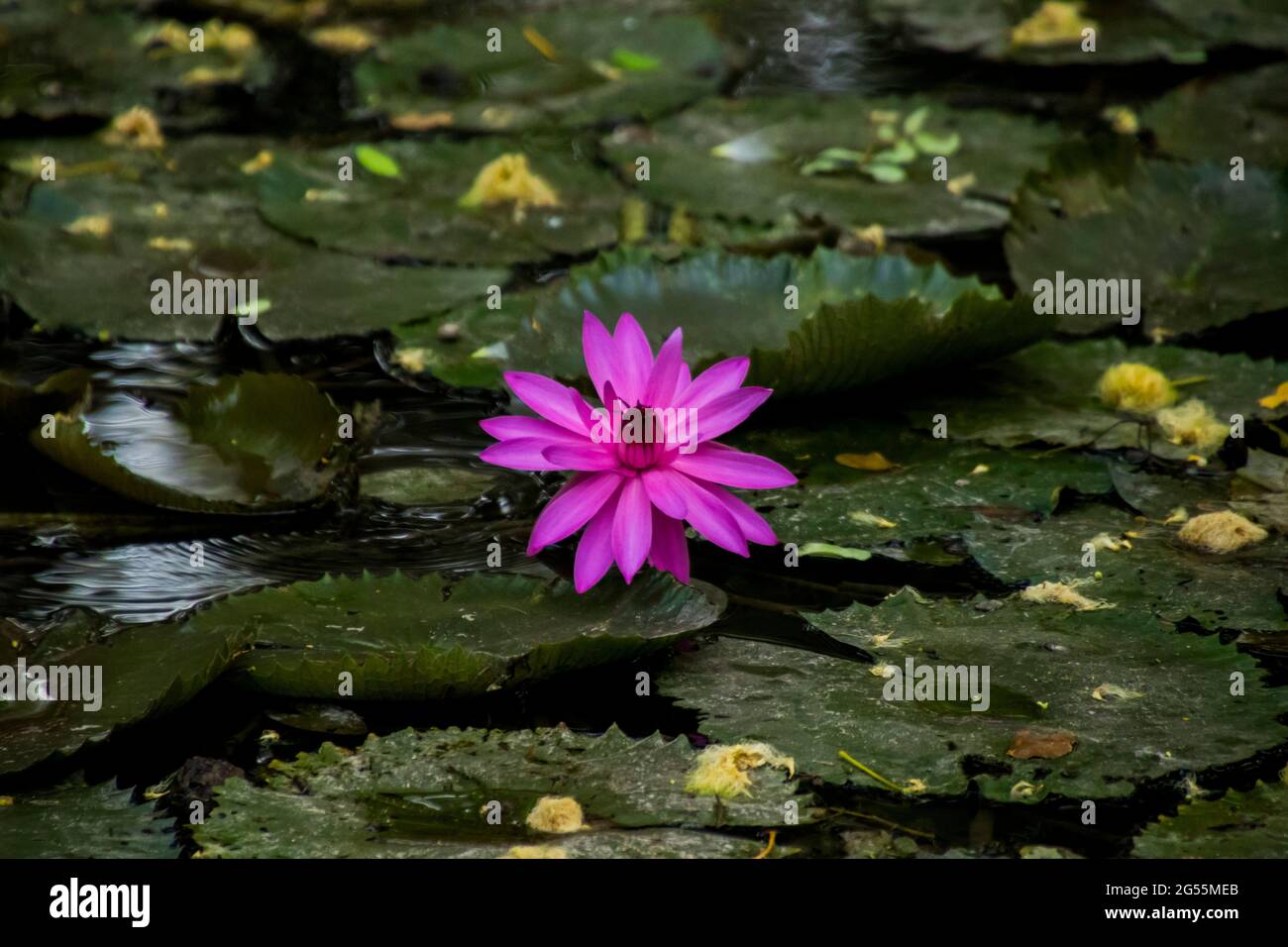 Pink water lilly Stock Photo - Alamy