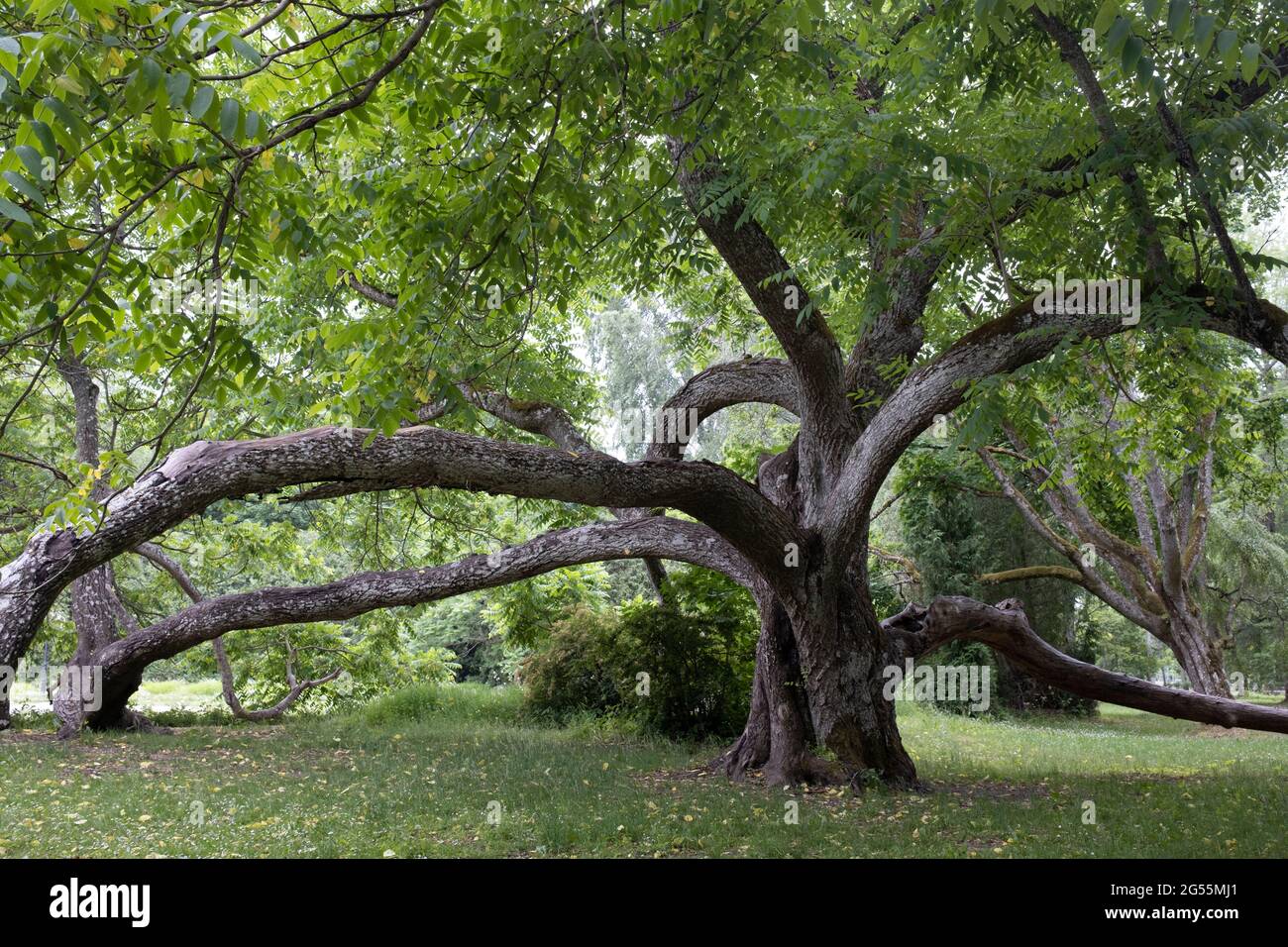 Juglans mandshurica (Chinese: 胡桃楸), also known as Manchurian walnut ...