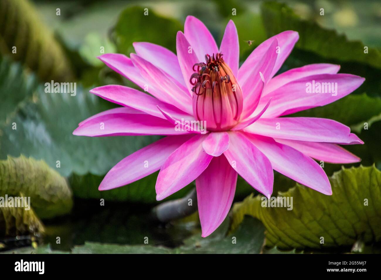 Pink water lilly Stock Photo - Alamy