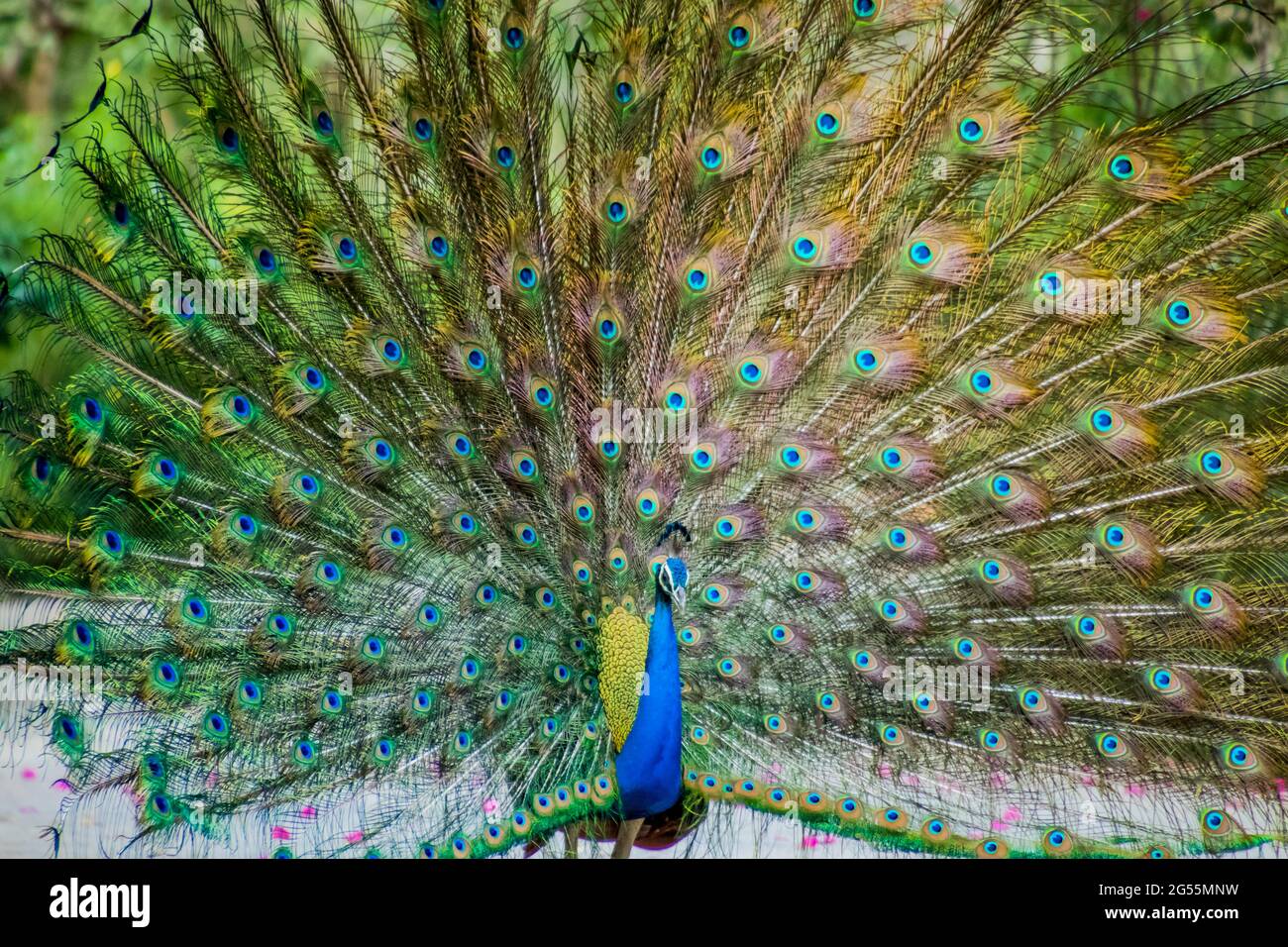 Indian Male Peacock Stock Photo - Alamy
